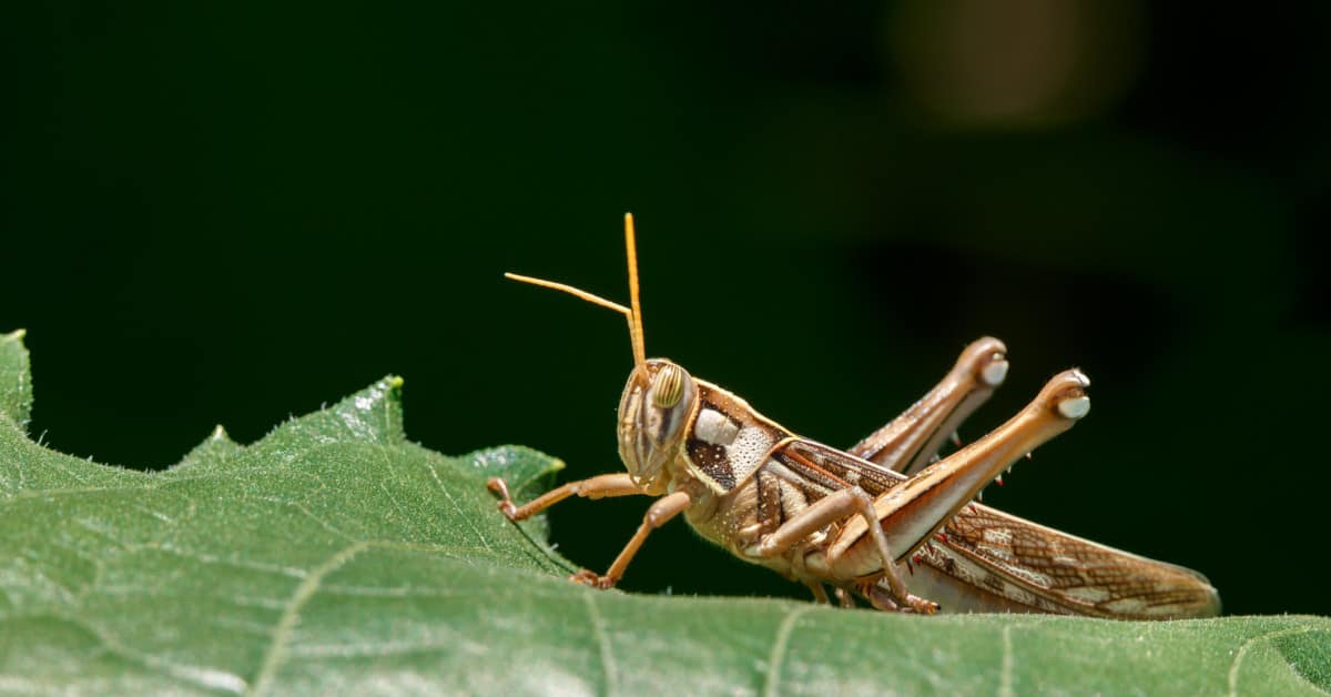 Africans Are Making Progress Controlling Locusts by Ignoring Greens ...